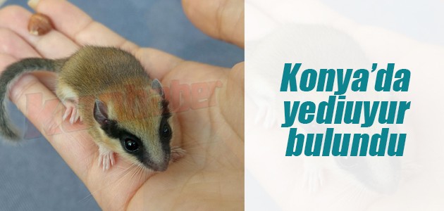 Konya’da yediuyur bulundu