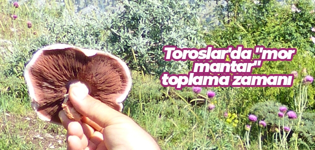 Toroslar'da "mor mantar" toplama zamanı