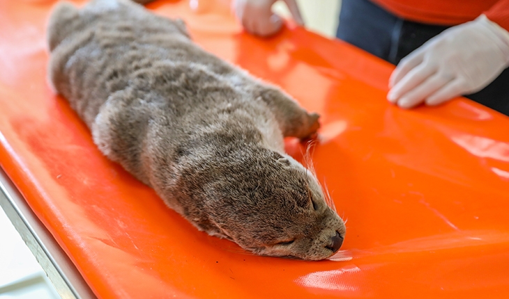 Ölü bulunan su samuru kadavra olarak kullanılacak