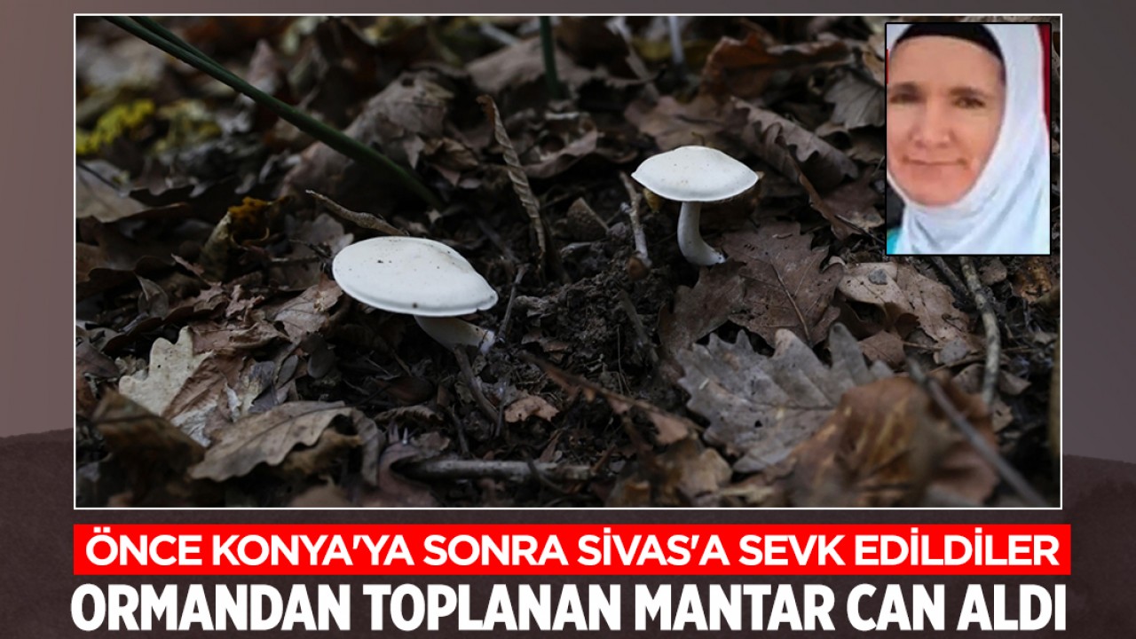 Önce Konya'ya sonra Sivas'a sevk edildiler! Ormandan toplanan mantar ...