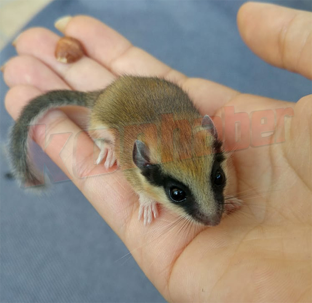 Konya’da yediuyur bulundu