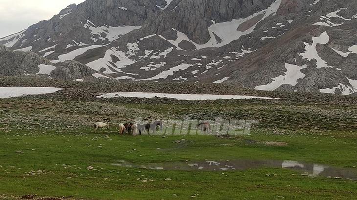 Geyik Dağları’nın yılkı atları | Belge.com.tr - Yeni Türkiye’nin haber ...
